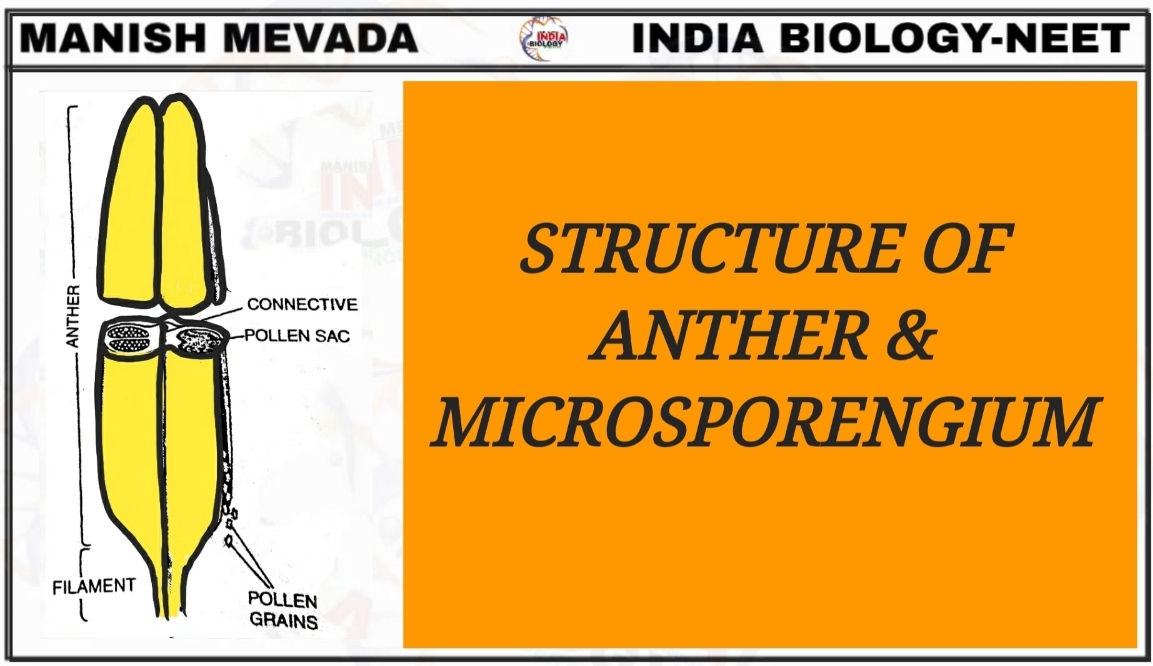 STRUCTURE OF ANTHER AND MICROSPORANGIUM