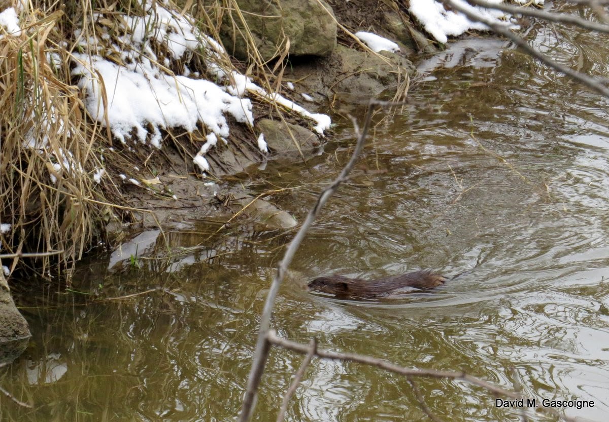 Muskrat (Rat Musqué) - Travels With Birds