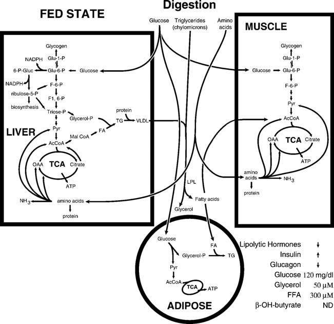 Starvation Case File