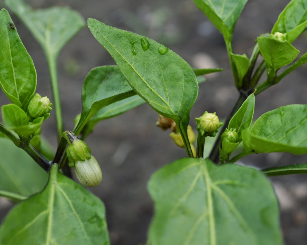 The Almost Perfectionist: My First Garden