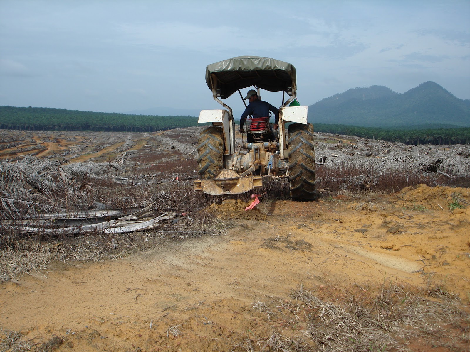Everything Is Originals Just From Me: LAND PREPARATION FOR OIL PALM ...