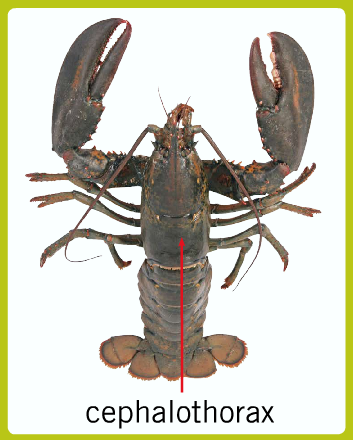 Mi primer año en Red XXI: ARTHROPODS (Unit 3 - Science Y5)