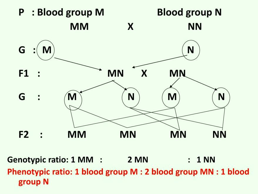 Genetics-Deviation-Mendelian-Inheritance | UKsir-notes | Genetics-4 ...