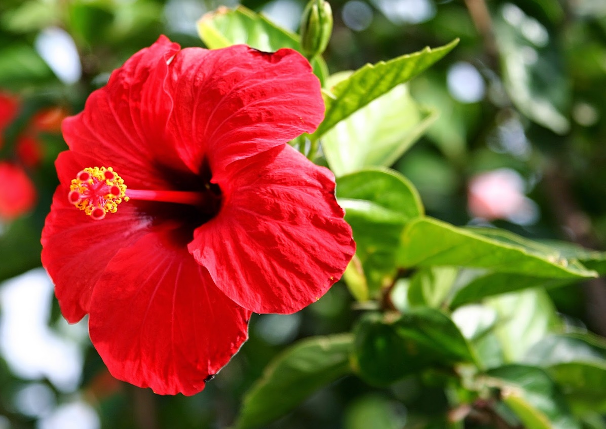 Té de cayena y Gel de cayena ¿Para que sirven? ¿Como se hace? ~ Natwiki