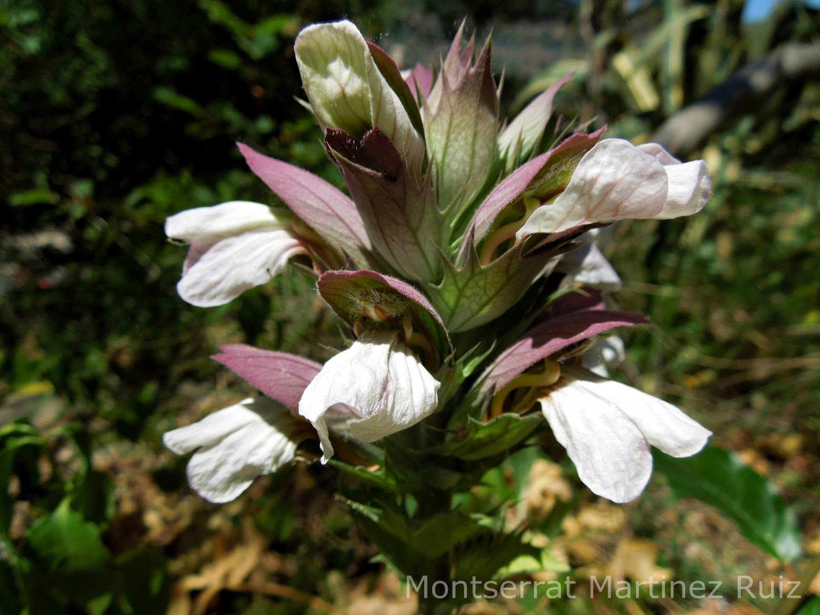 FLOR DE ACANTO - BOTÀNIC SERRAT