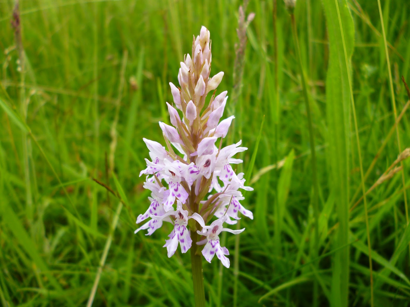 Botanical Interest.: English Orchids