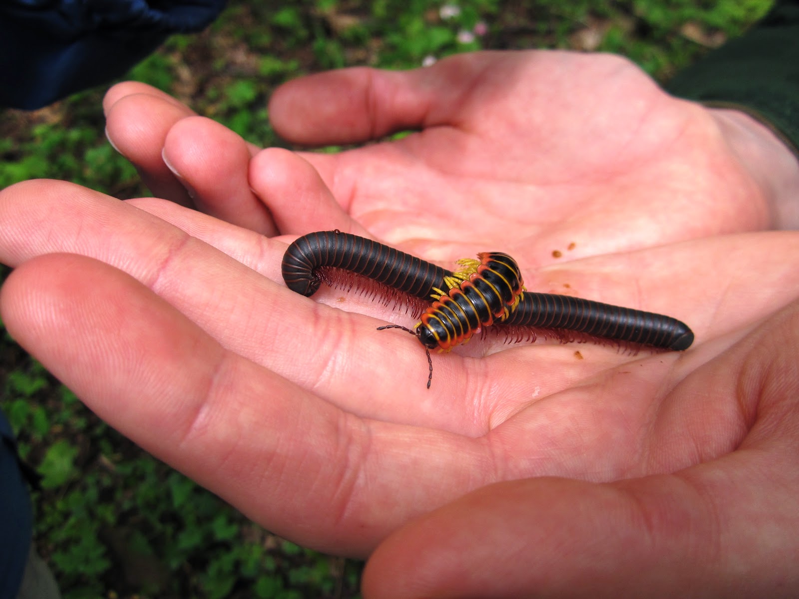Capital Naturalist by Alonso Abugattas: Xystodesmid Millipedes