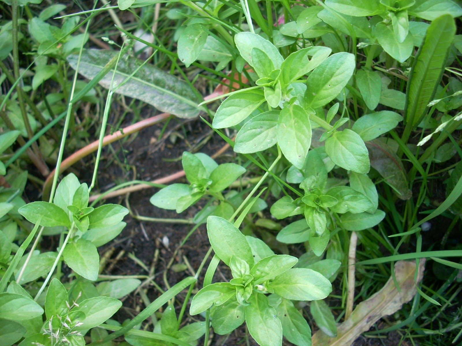 Montehermoso Natural: Poleo (Mentha pulegium)
