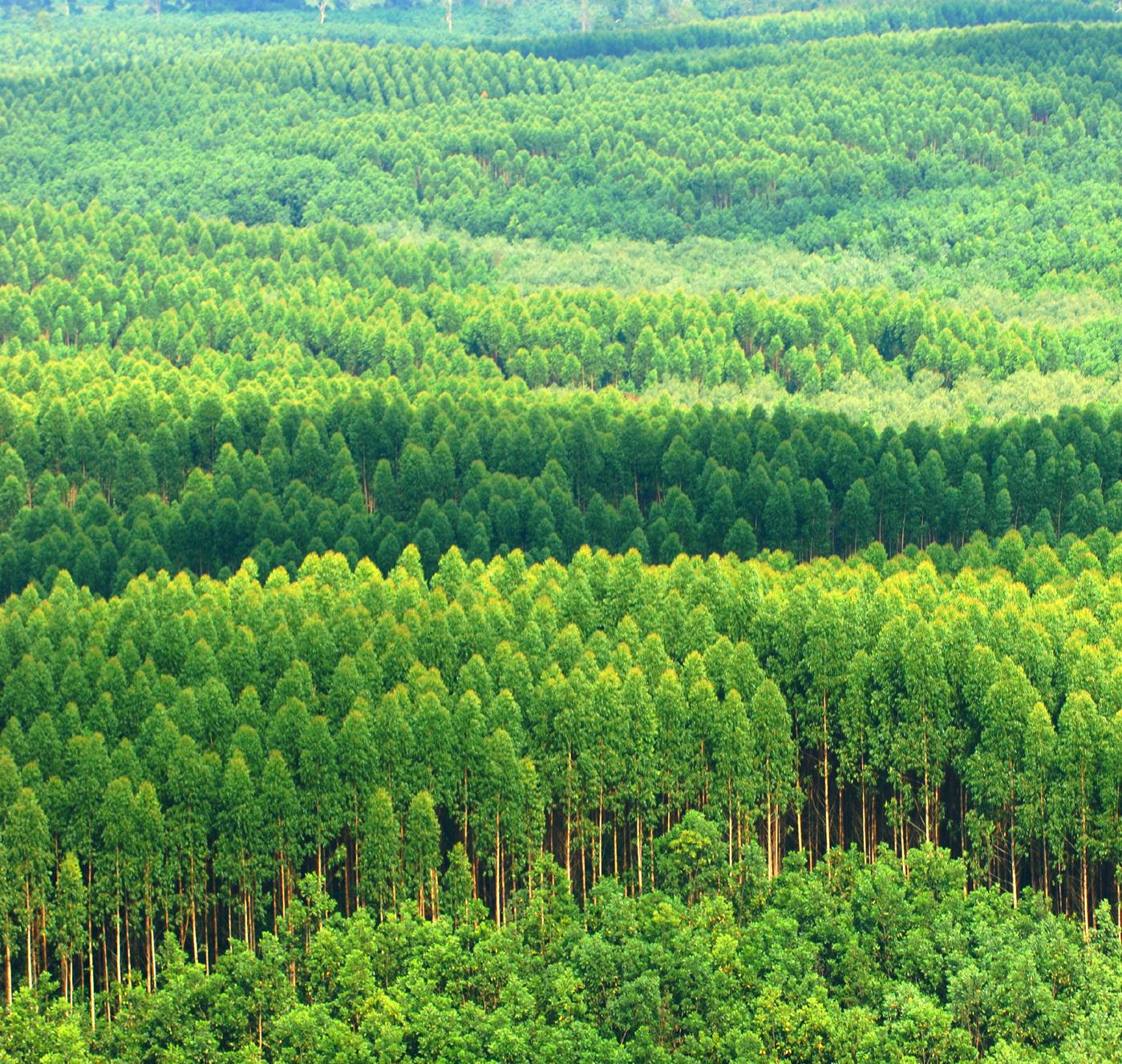 Perencanaan Tapak SILIN - Bee Stories