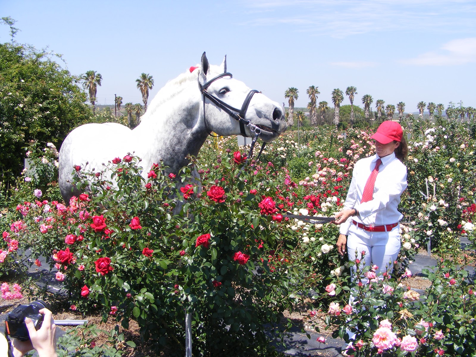Summerwind Percheron: The New 'Sympa De Bellevue' Rose ~ With Thomas ...