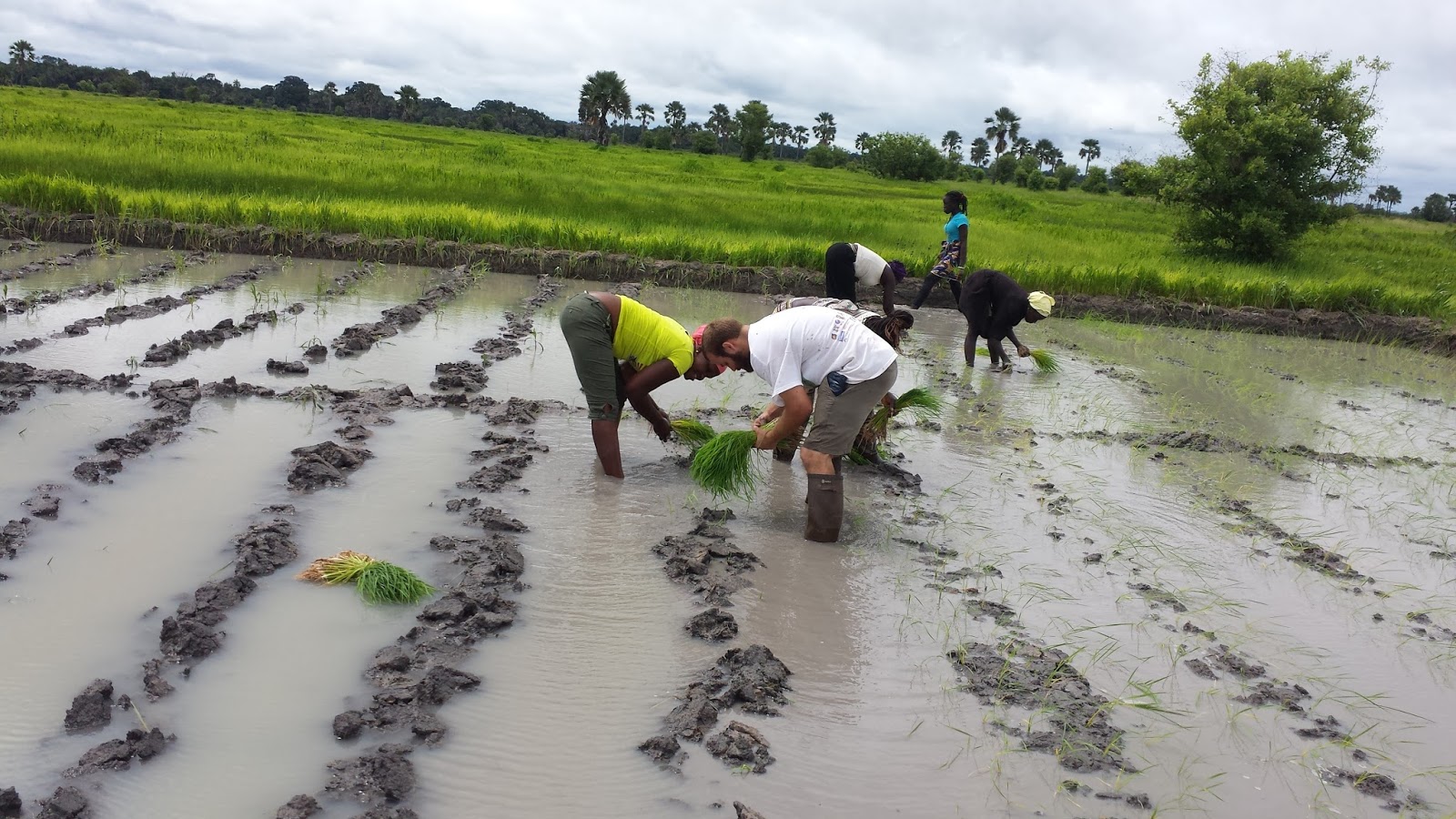 VSI au Sénégal: Riziculture