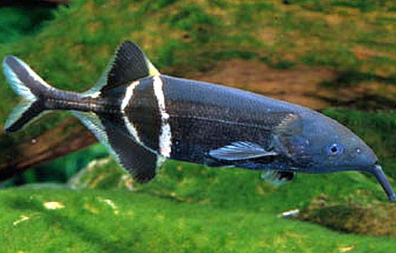 Artes de Pesca: ACTINOPTERYGII