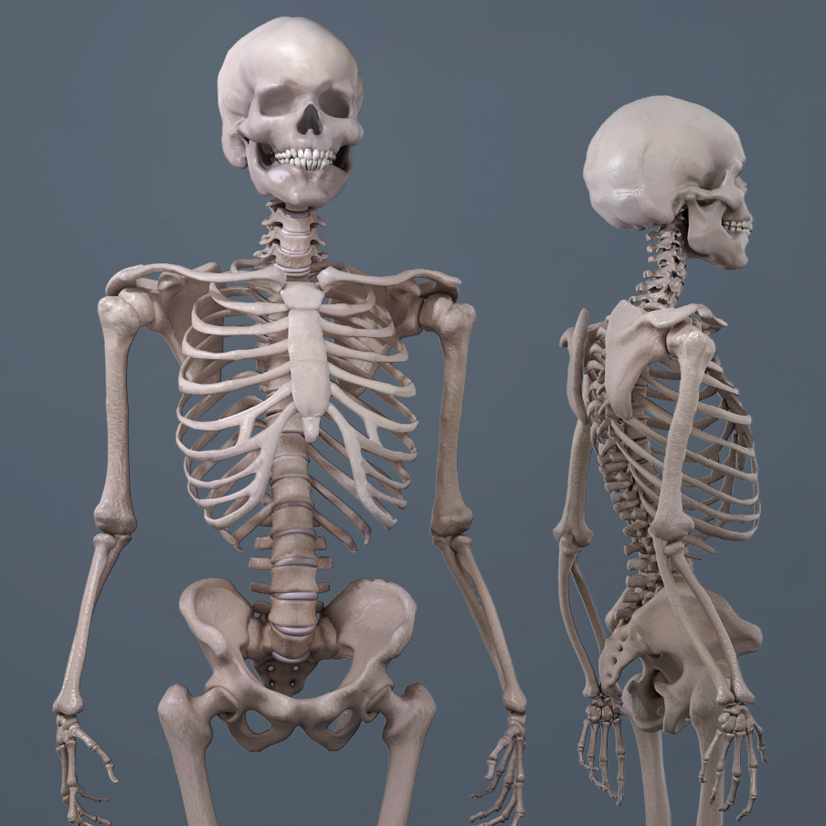 BONES BONES
