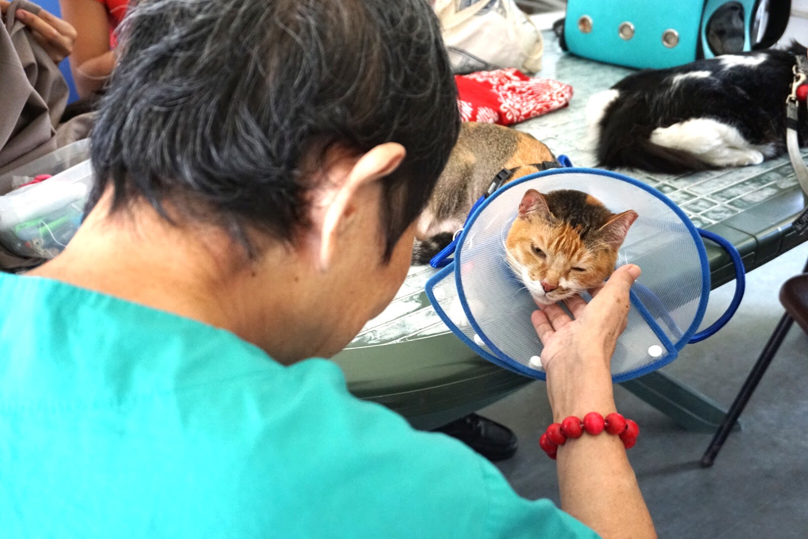 Love Kuching Project @luvkuching - kitten adoption, rescue, TNR: Cat ...