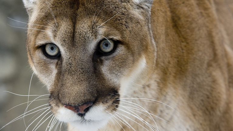 Atención - alertaron por la presencia de un puma en rio La Cañada
