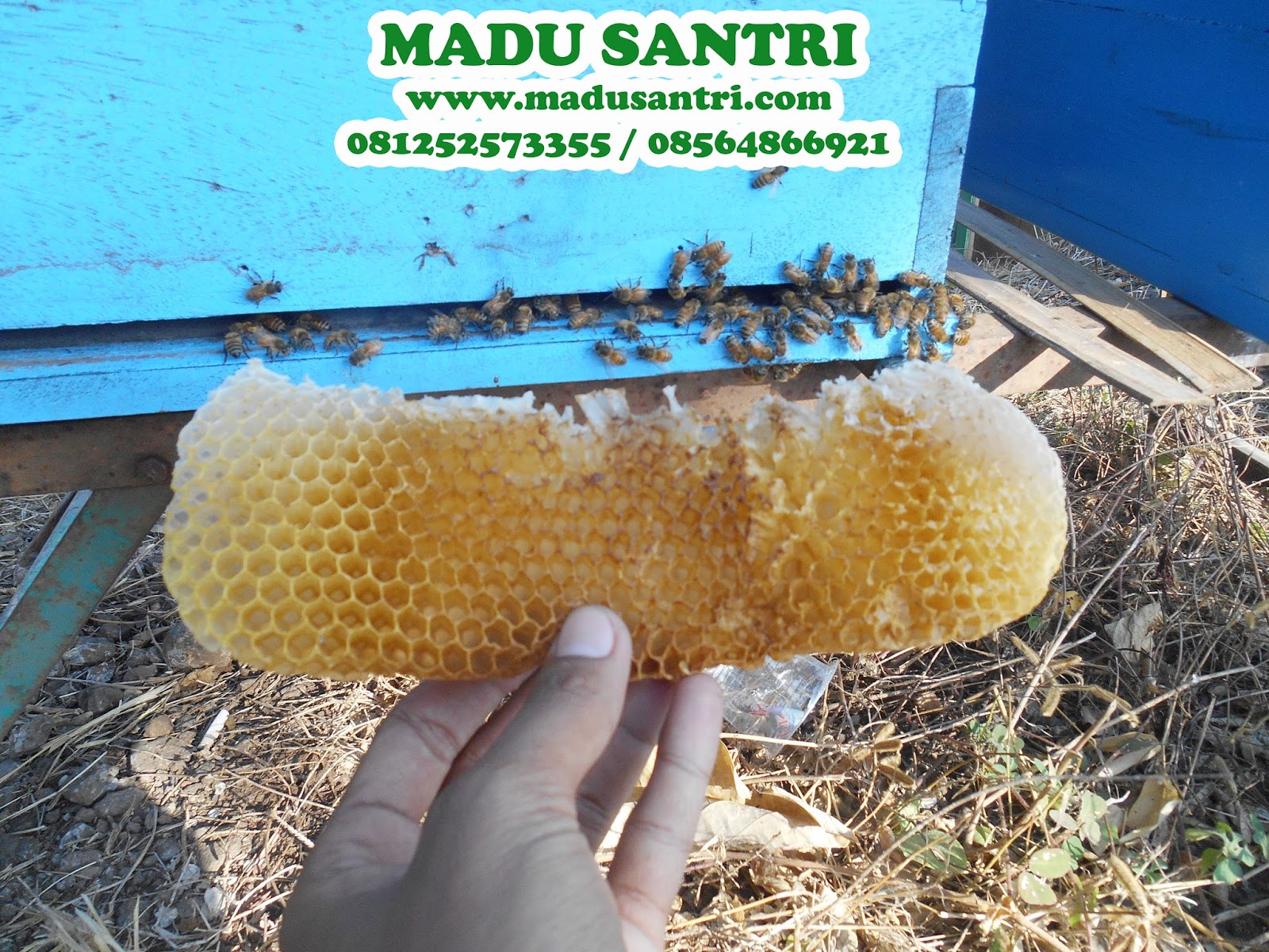 manfaat madu: jual madu asli murni alami di subang, indramayu, grosir ...