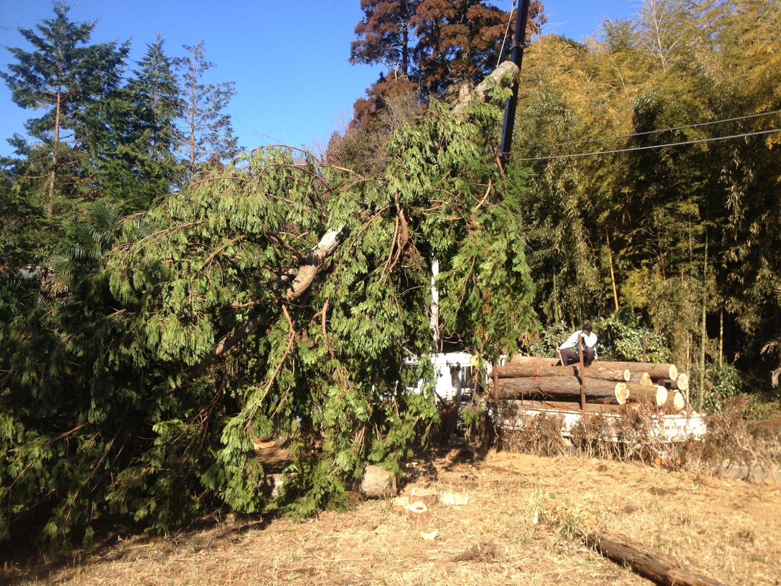 Our Japanese Eco-Kominka: East Side Tree felling in February 2013.