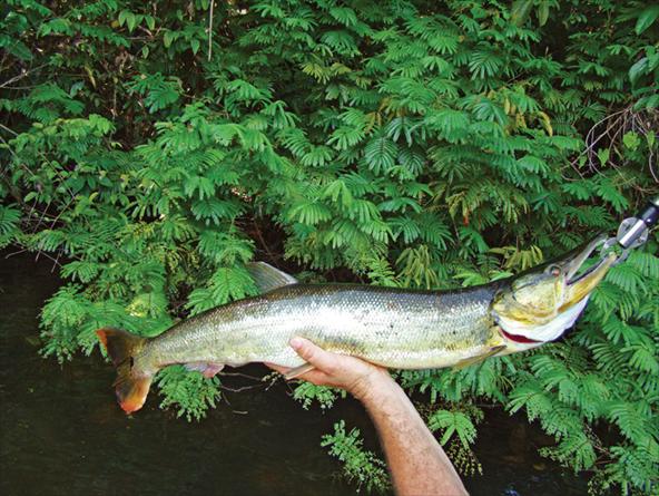 A Arte da Pesca: Peixes de Água Doce - Bicuda