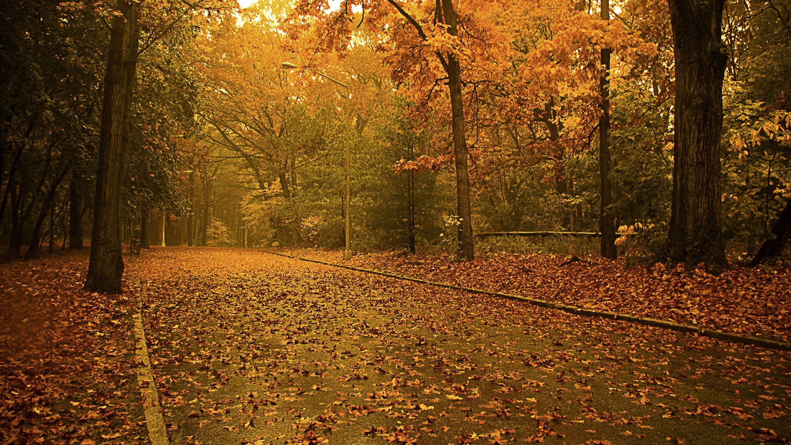 Free HD Images (FIFCU Purchased): 13 Images of Forest Way