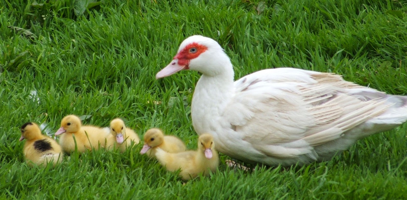 Norvegian Farms: Raising Ducks for Meat and Eggs