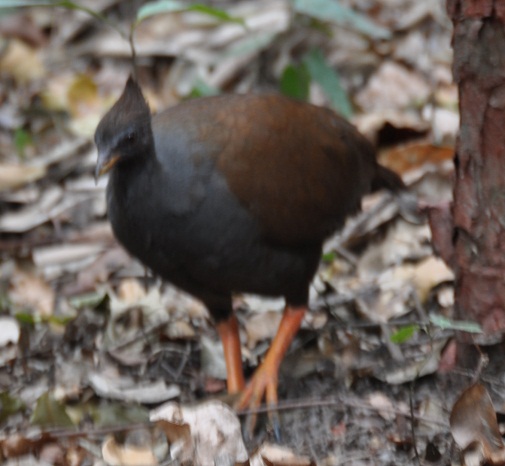 Sparrow(gal)'s Fart: Eclipse 2012 - Day 3 - The Daintree