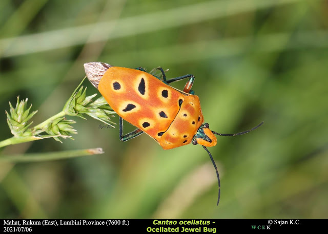 Scutelleridae Checklist