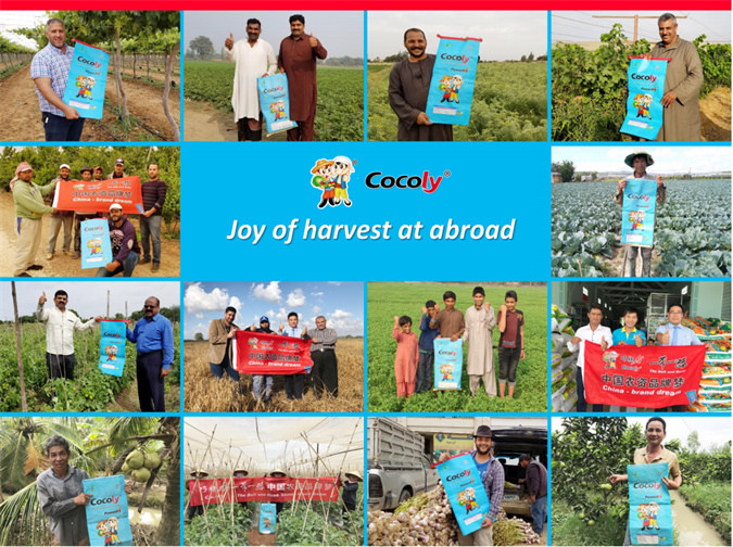 cocoly granular water soluble fertilizer : Mr. Sun, CEO of cocoly ...