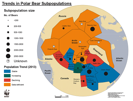 antisimplisme: évolution du nombre d'ours polaires