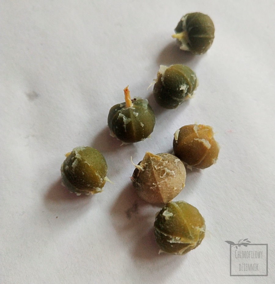 Indyjski agrest - owoce amla