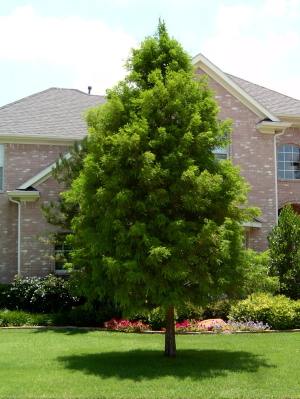 Wilson Landscape Nursery: Plant Information: Bald Cypress and Montezuma ...