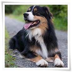 Australian Cattle Shepherd Dog Diseases, Characteristics, Nutrition and ...
