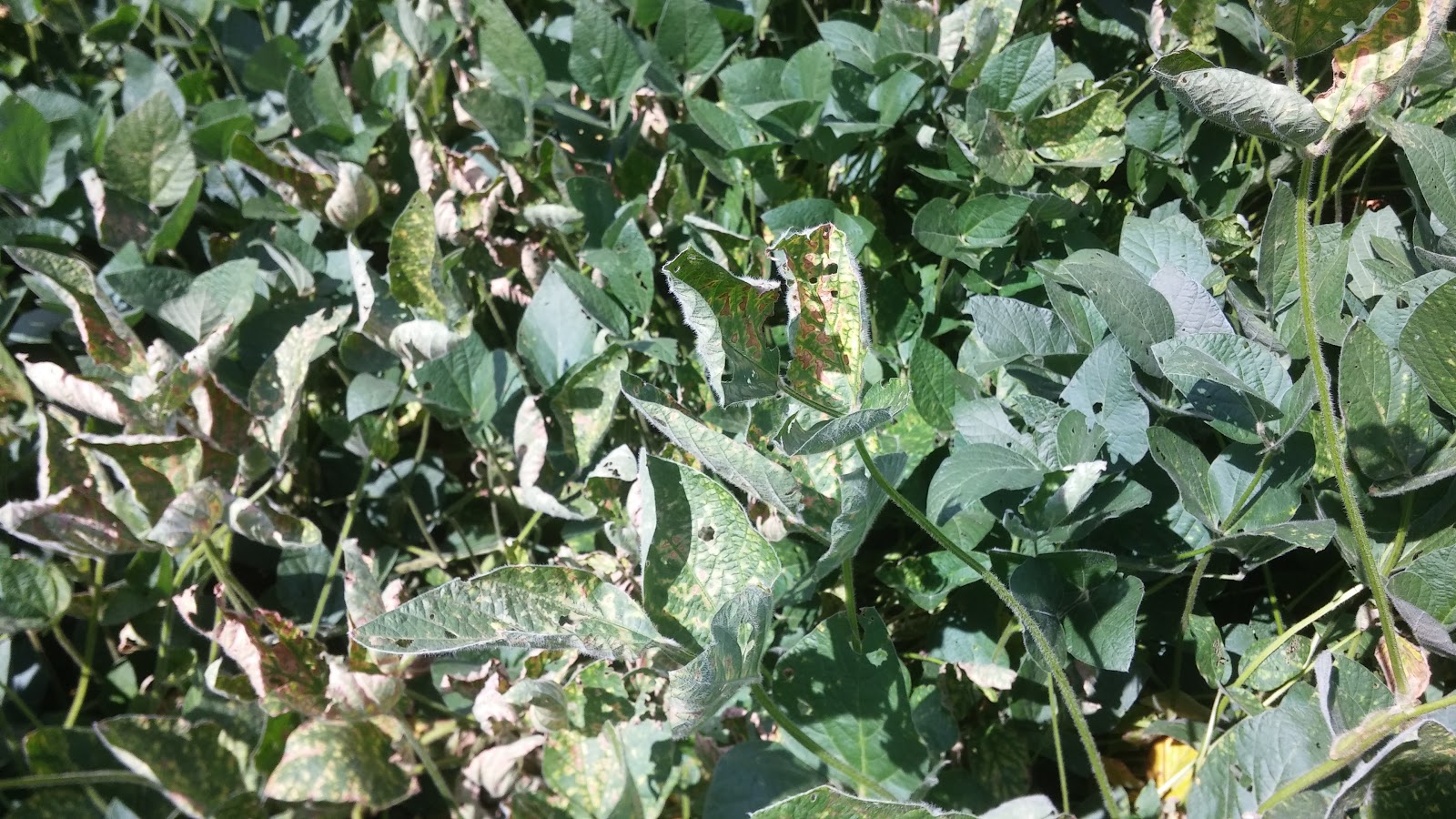 Brown Stem Rot- Case Study – Lebanon Crop Management