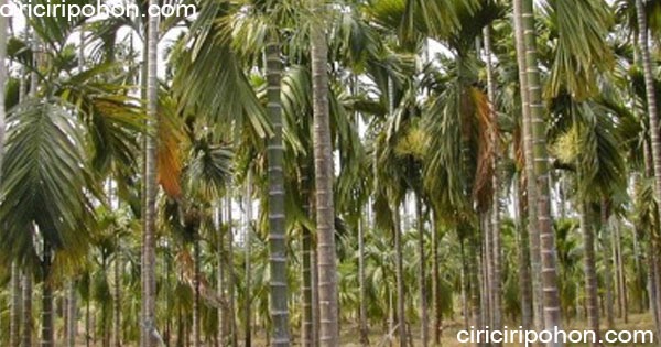 Persebaran dan Karakteristik Tempat Tumbuh Pohon Pinang - Ciriciripohon.com