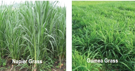 Anim Agriculture Technology Guinea Grass And Napier Grass For Goats