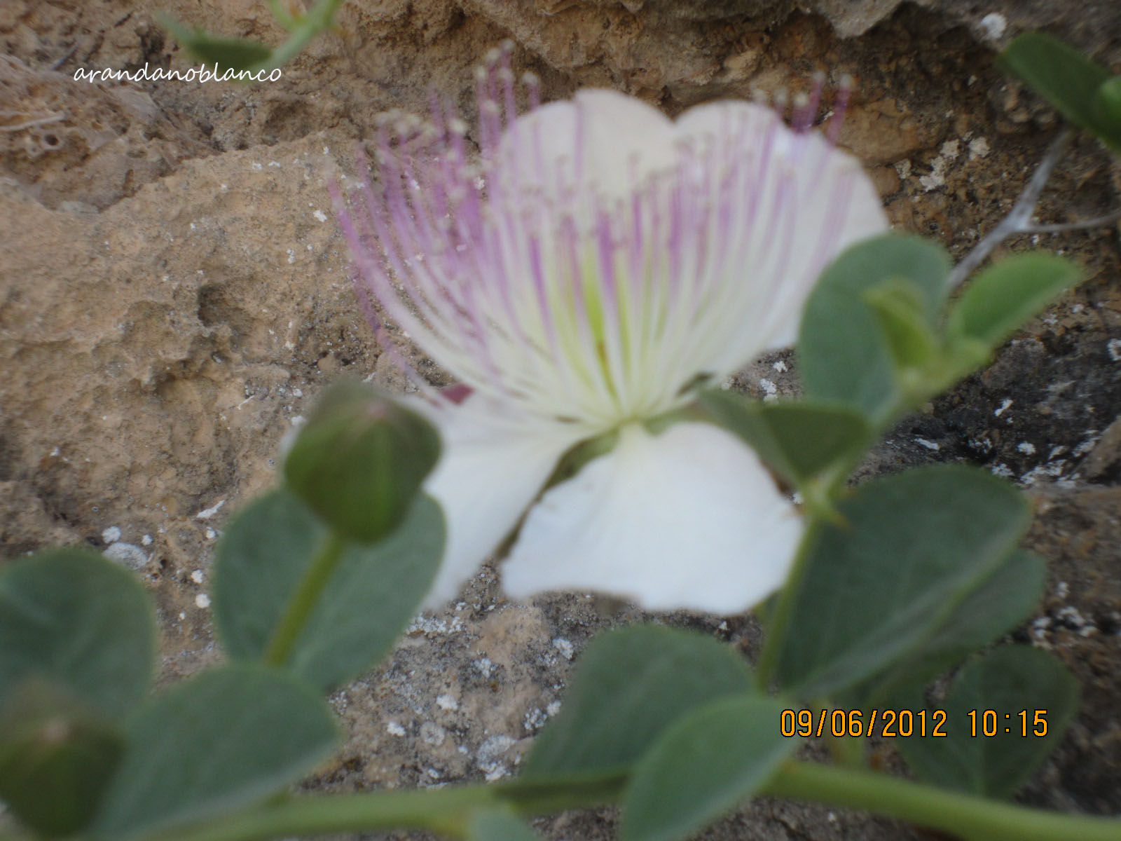 arbustosensevilla-encinarosa: Alcaparro / Capparis spinosa ...