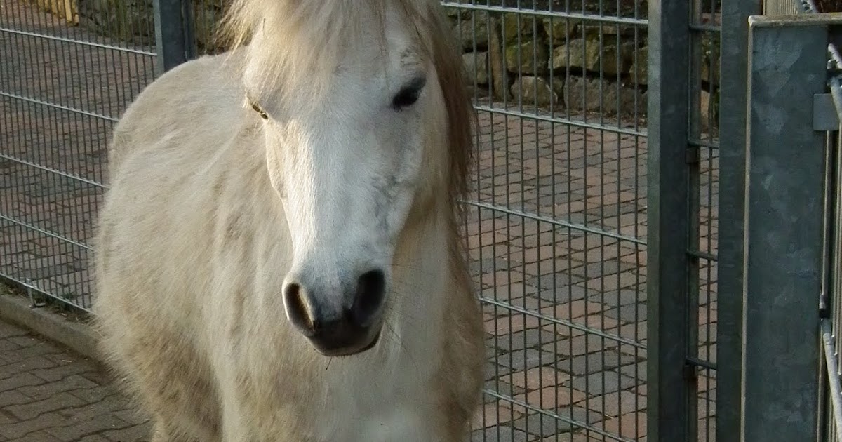 Variety Show: Welsh Pony