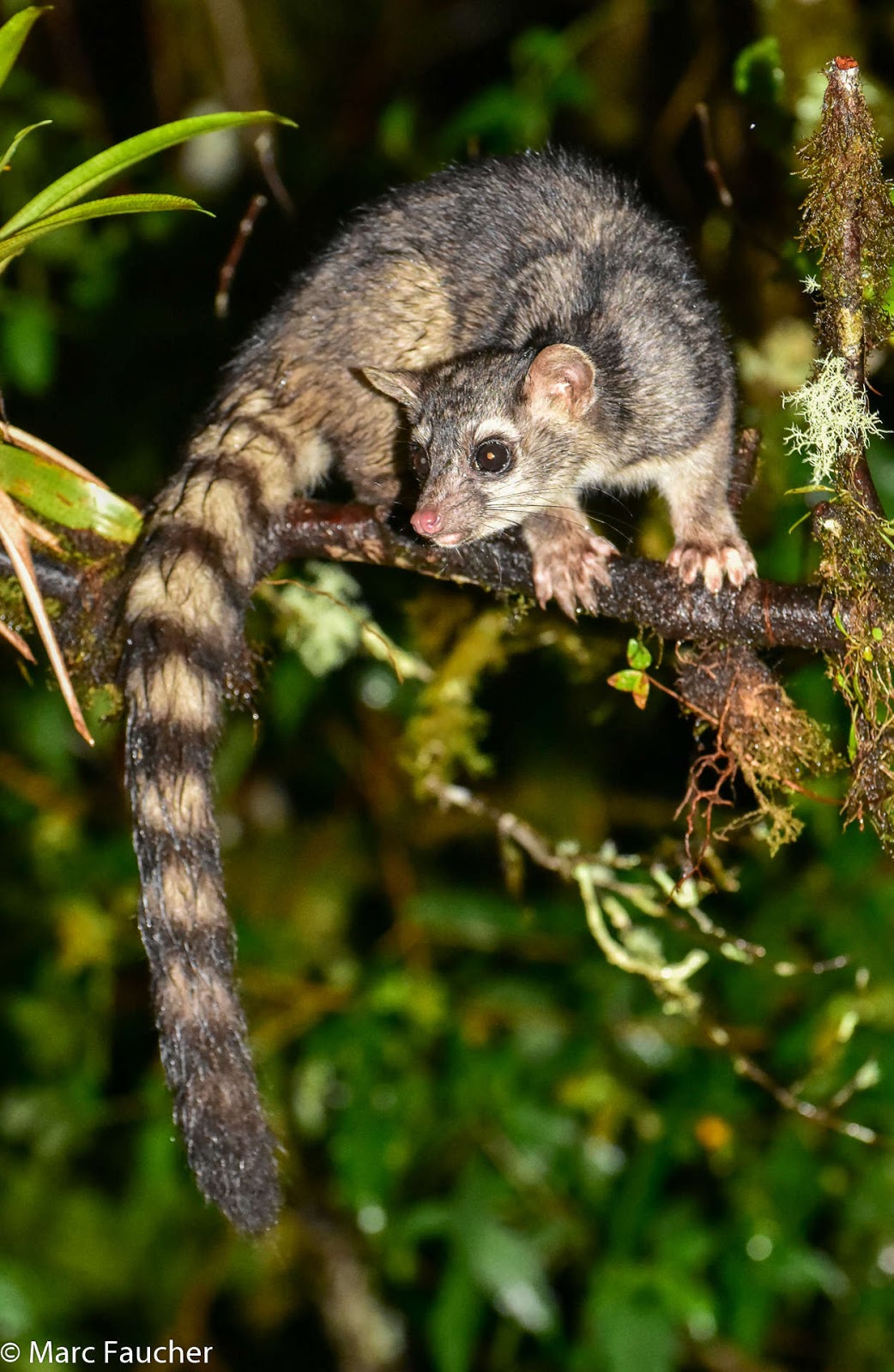 World Travel - Marc & Peggy Faucher: What's a Cacomistle?