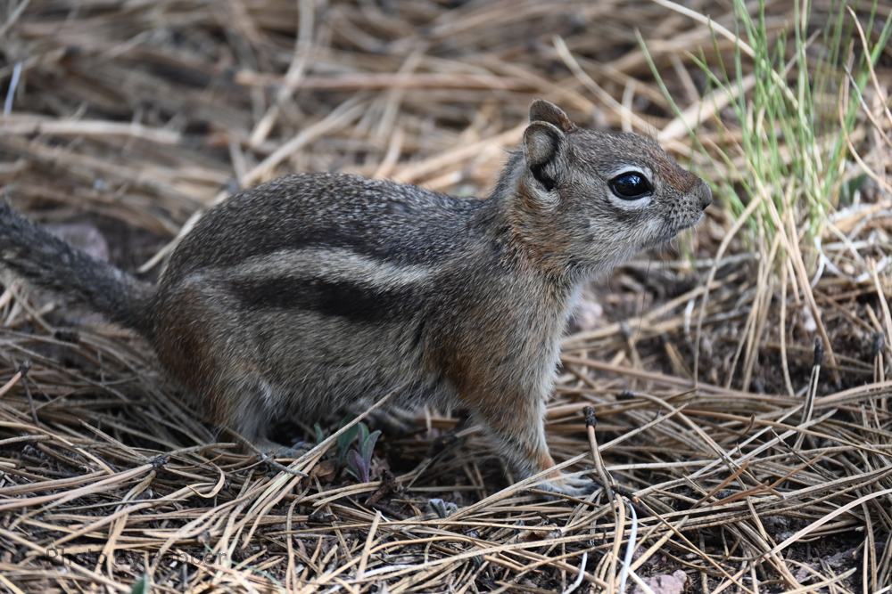 Little House on Wheels: Luna Lake, Alpine AZ Chipmunk