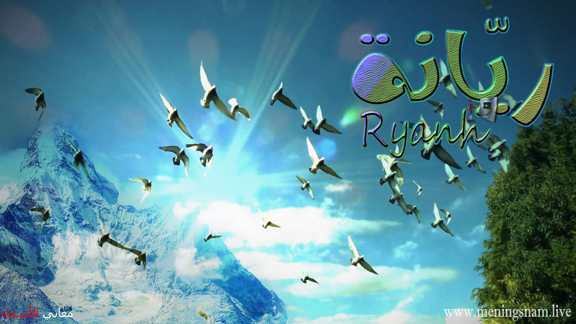 معنى اسم ريانة وصفات حاملة هذا الاسم Ryanh - معاني الأسماء ومعاني ...