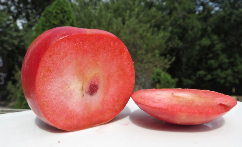 Scarlet Surprise (Bill's Red Flesh) * - Adam's Apples