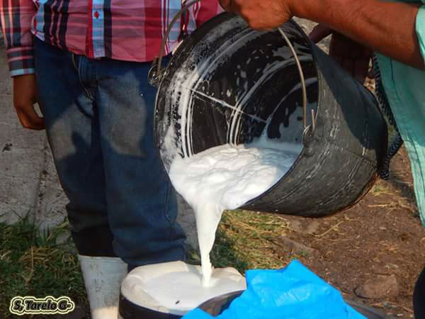 Jaime Ramos Méndez: Joyas de la gastronomía michoacana - Leche bronca ...