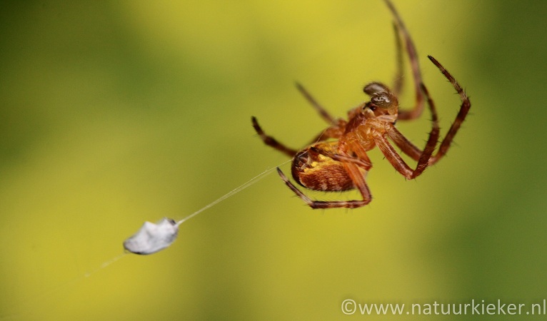 De Kruisspin- Araneus diadematus