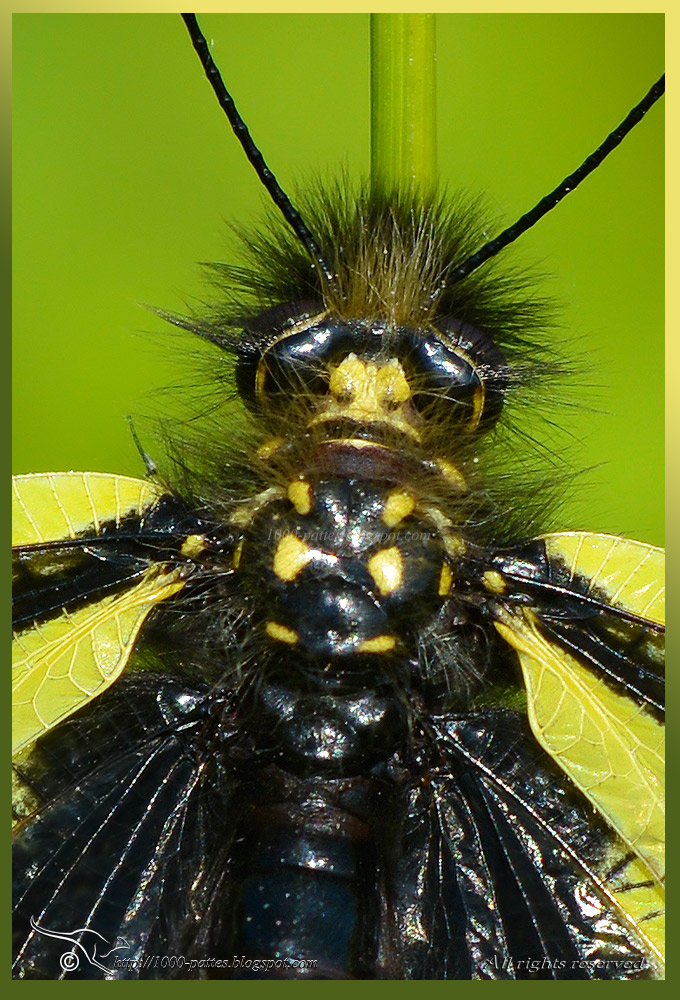 2 species of owl flies | Focusing on Wildlife