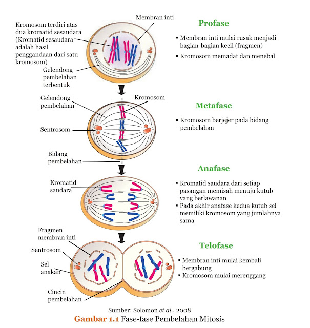 Ciri Ciri Pembelahan Mitosis Tahapan Dan Fase Pembelahan Mitosis - Riset Ciri Ciri Pembelahan Mitosis Tahapan Dan Fase Pembelahan Mitosis - Riset