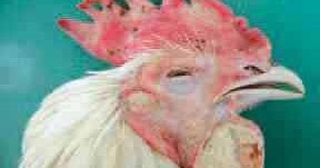 Poultry Management with Diseases and Treatment: Candidiasis