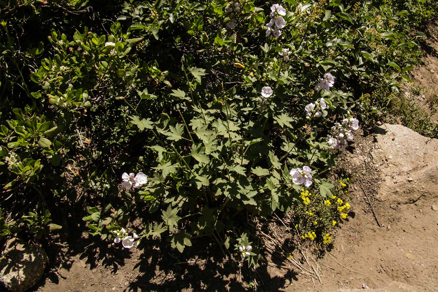 Wasatch Wildflowers: Wild Hollyhock (Iliamna rivularis)