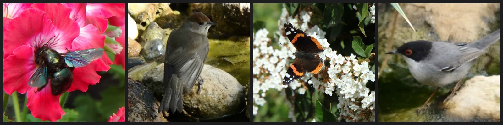 La importancia de Insectos y Pájaros en nuestro Jardín-Huerto