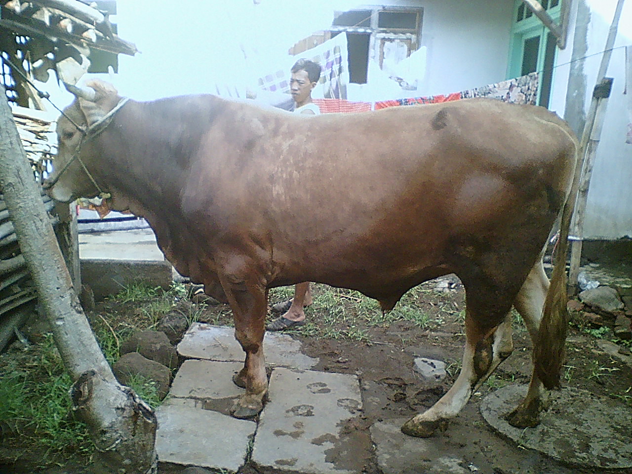 dunia pertanian, plant protection: integrasi ternak perkebunan