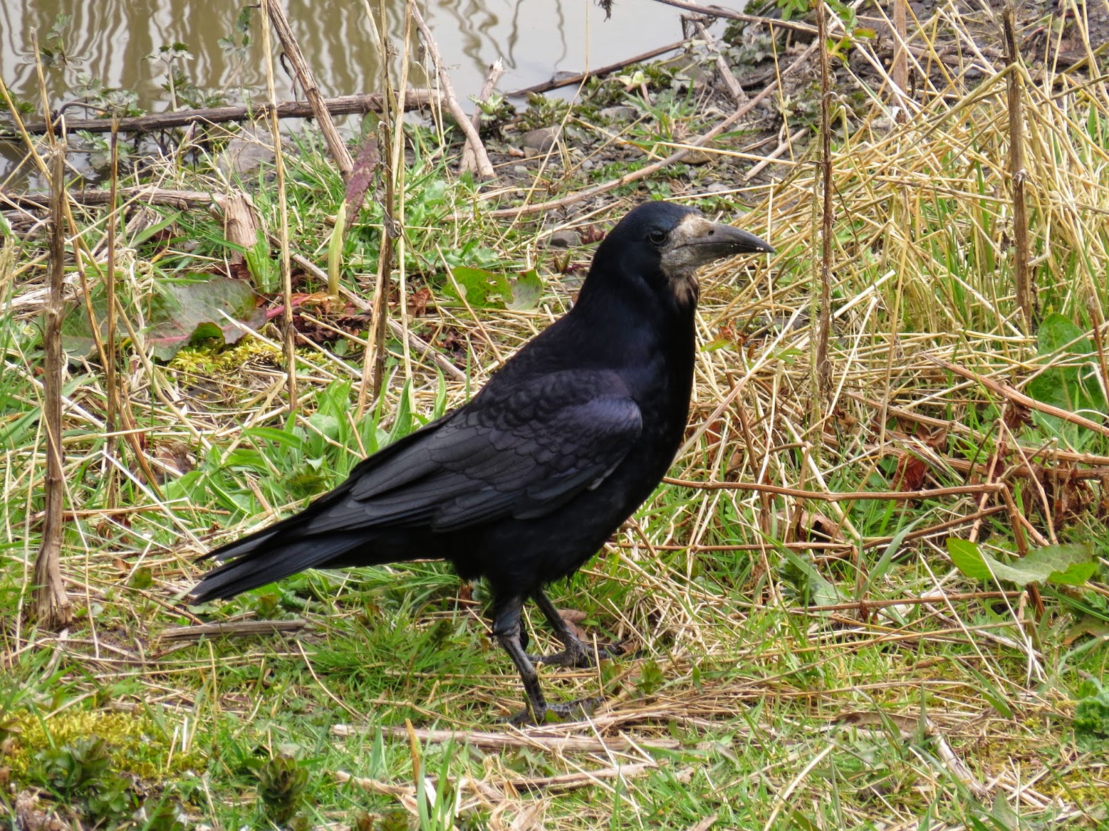 Glasgow's Wilds Better: RSPB Reserve Birding