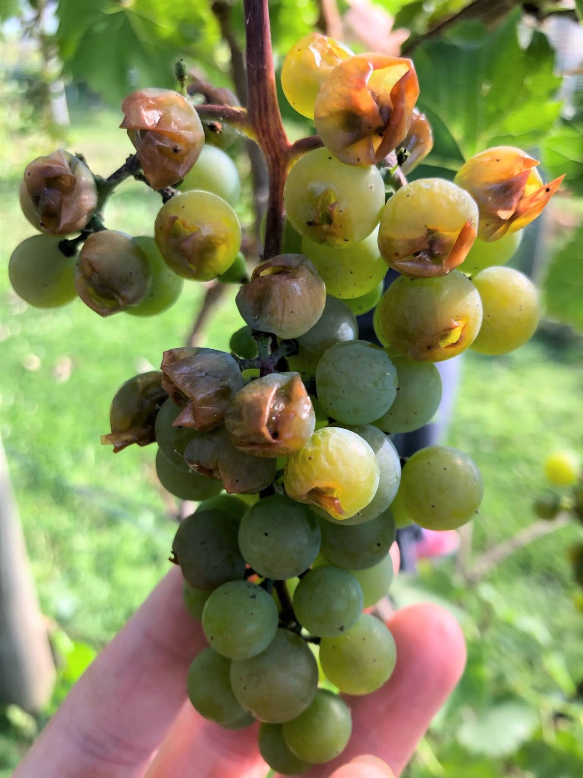Don't Let Grape Bunch Rots Spoil Your 2020 Harvest